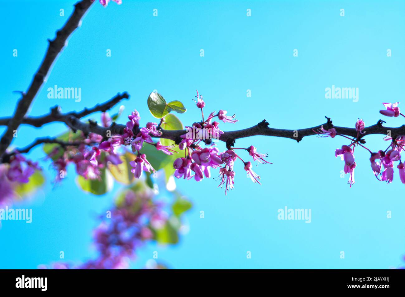 Redbud (red bud) trees and bees in May in Istanbul Stock Photo - Alamy