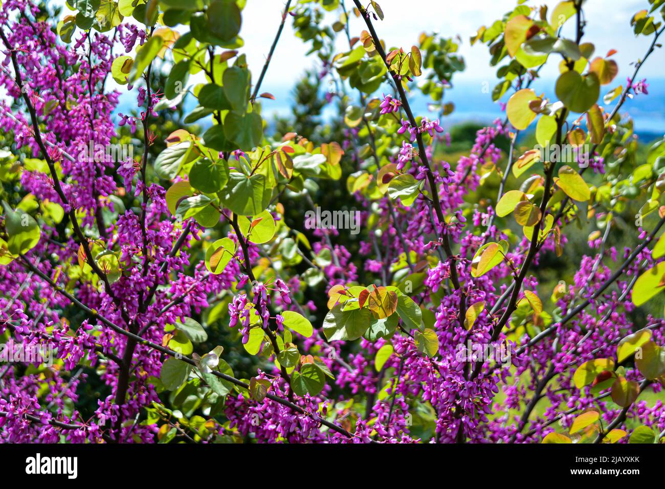 Eastern red bud trees hi-res stock photography and images - Alamy