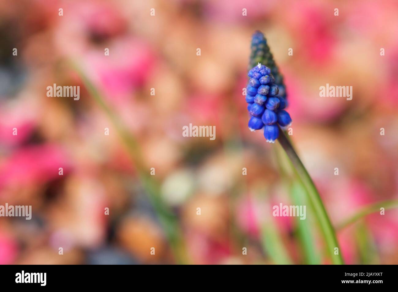 A blue Grape hyacinth or Muscari flower against a blurred bokeh ...