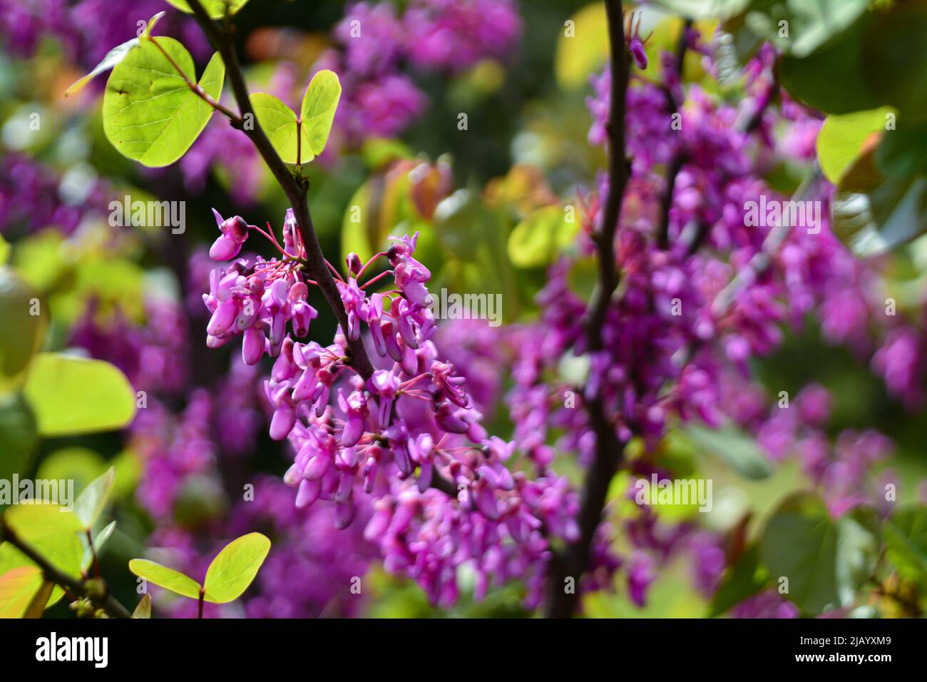 Eastern red bud tree hi-res stock photography and images - Alamy