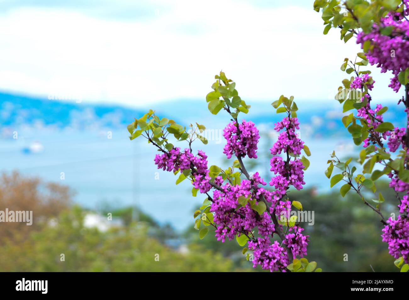 Redbud (red bud) trees and bees in May in Istanbul Stock Photo - Alamy