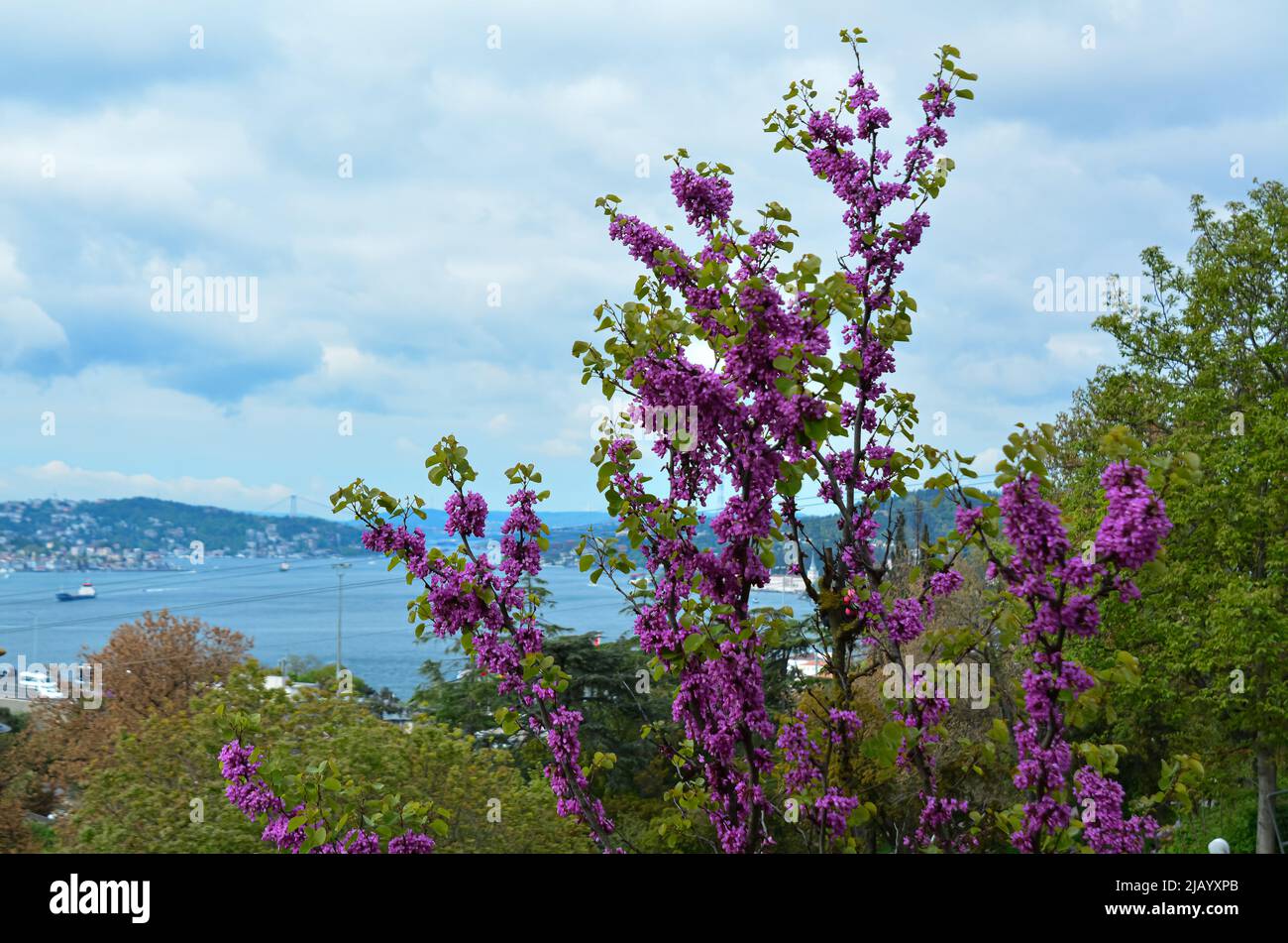 Redbud (red bud) trees and bees in May in Istanbul Stock Photo - Alamy