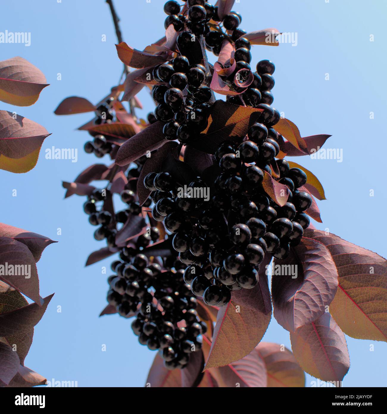 Common choke cherry hi-res stock photography and images - Alamy