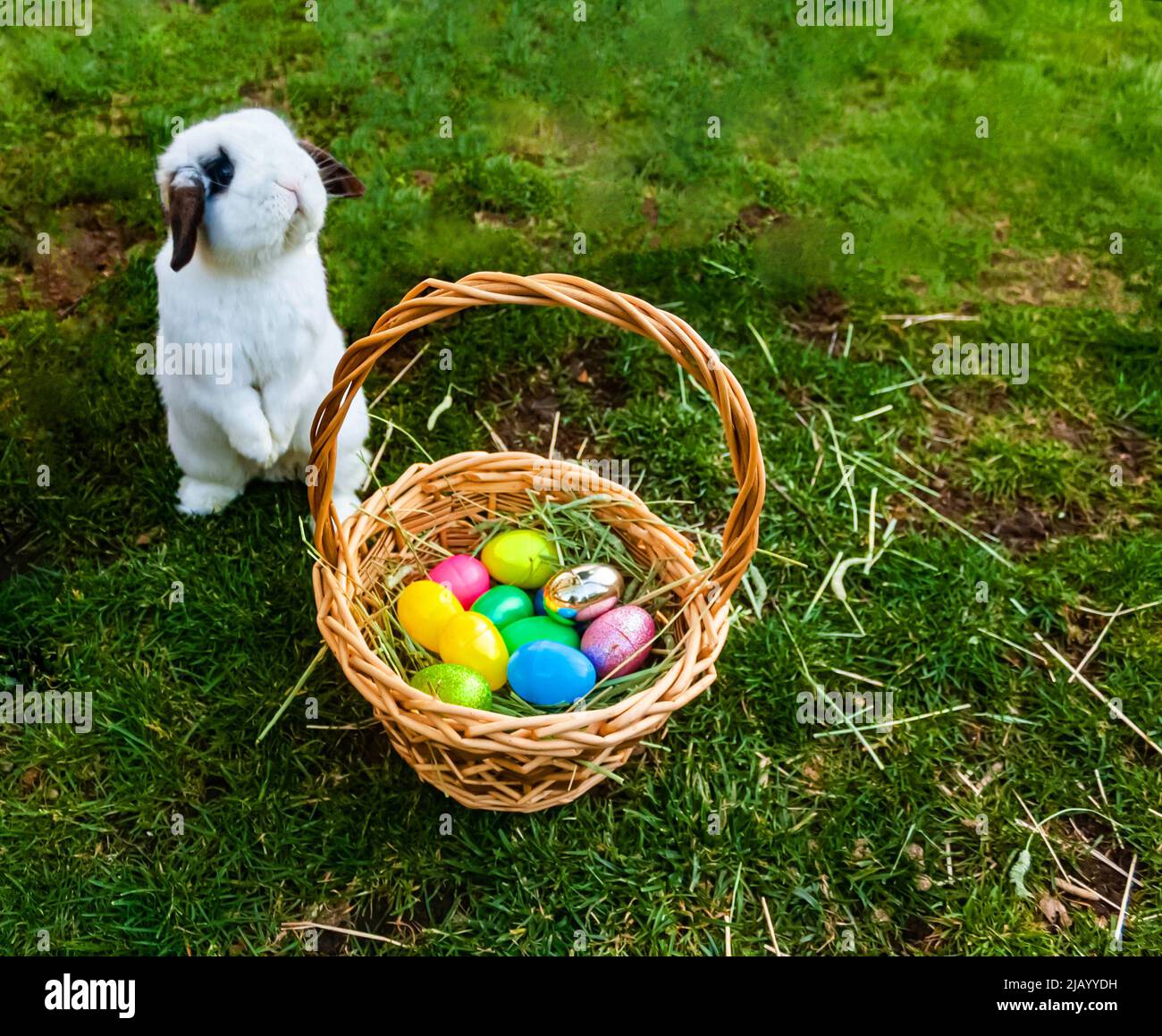 Cute bunnies wicker basket hi-res stock photography and images - Alamy