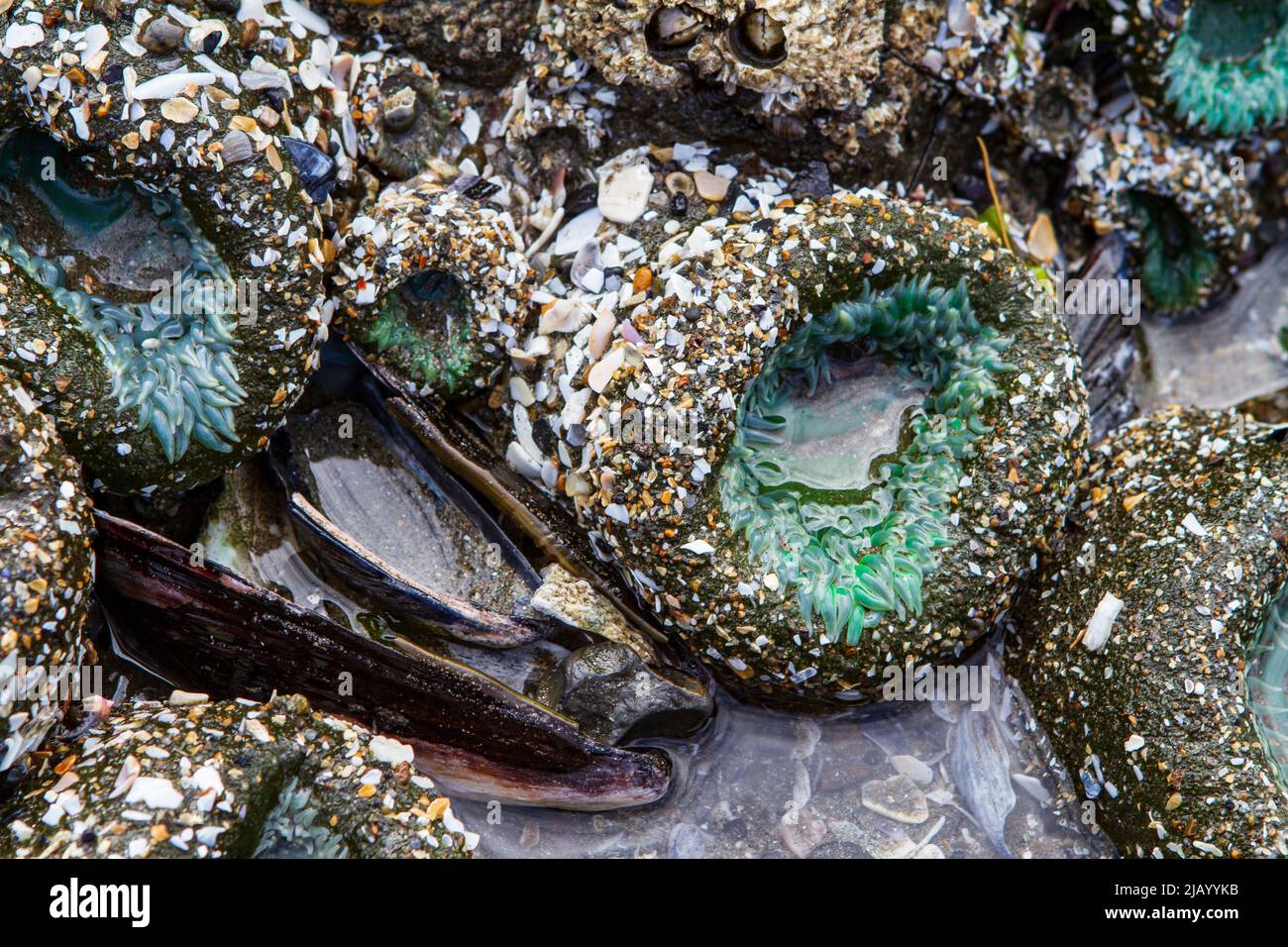 Shell and sand-encrusted Giant Green Anemones (Anthopleura ...