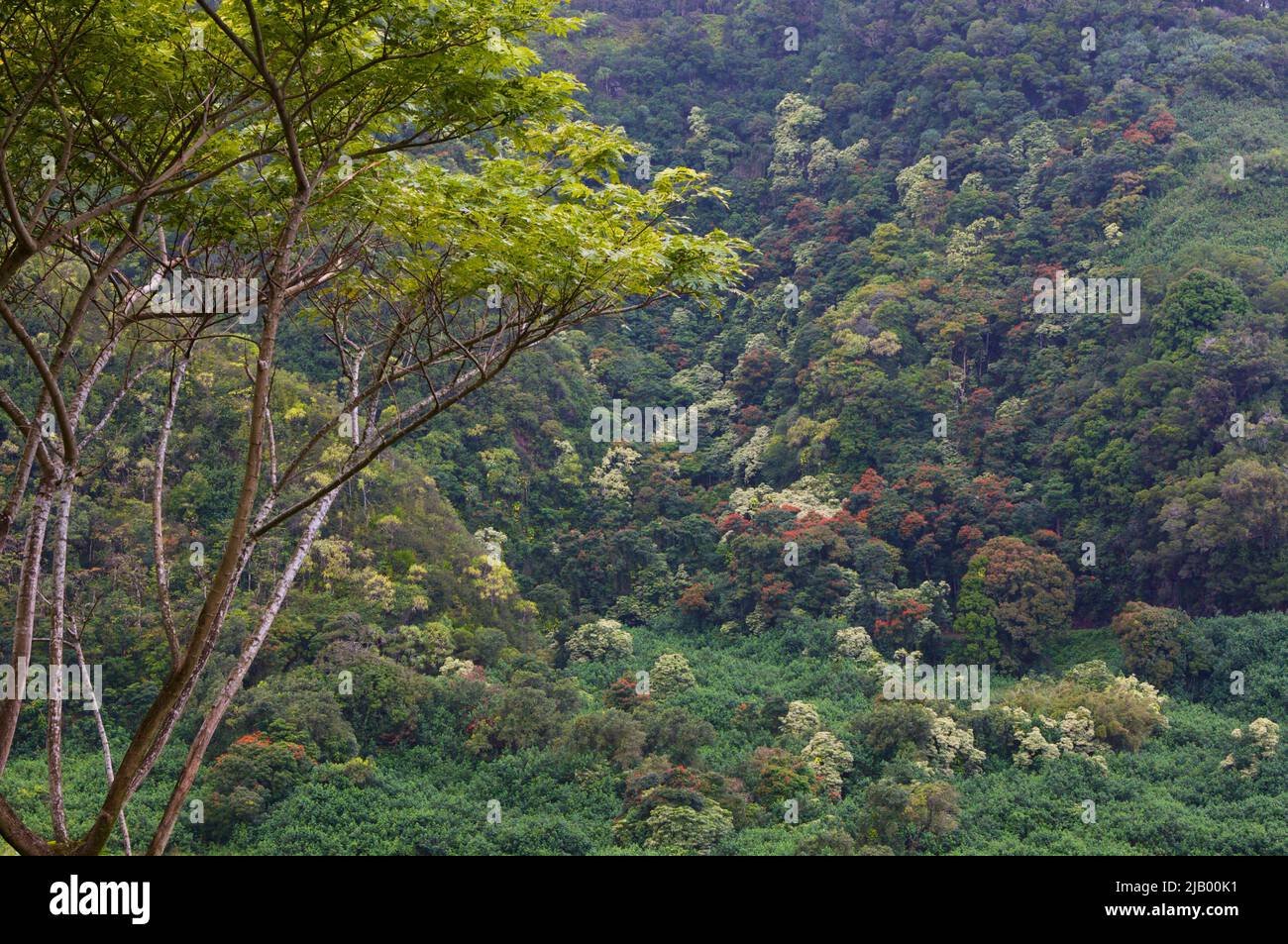 Lush tropical rain forest covers the hillside on the road to Hana, Maui ...
