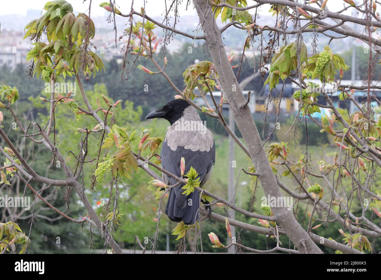 close-up of crow perched on a tree. portrait of crow Stock Photo - Alamy