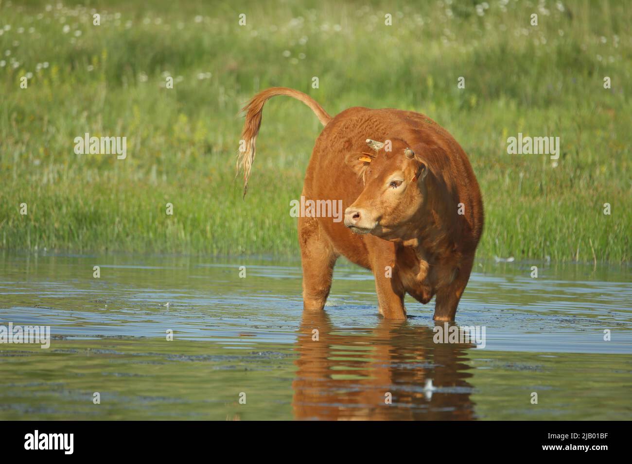 Tail wagging hi-res stock photography and images - Alamy