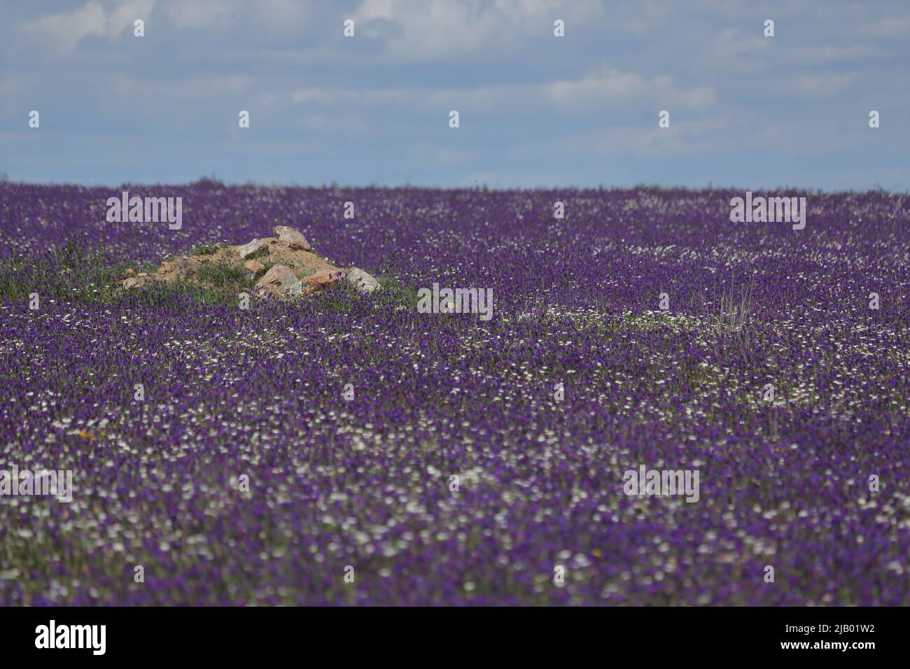 Plantain snakehead hi-res stock photography and images - Alamy