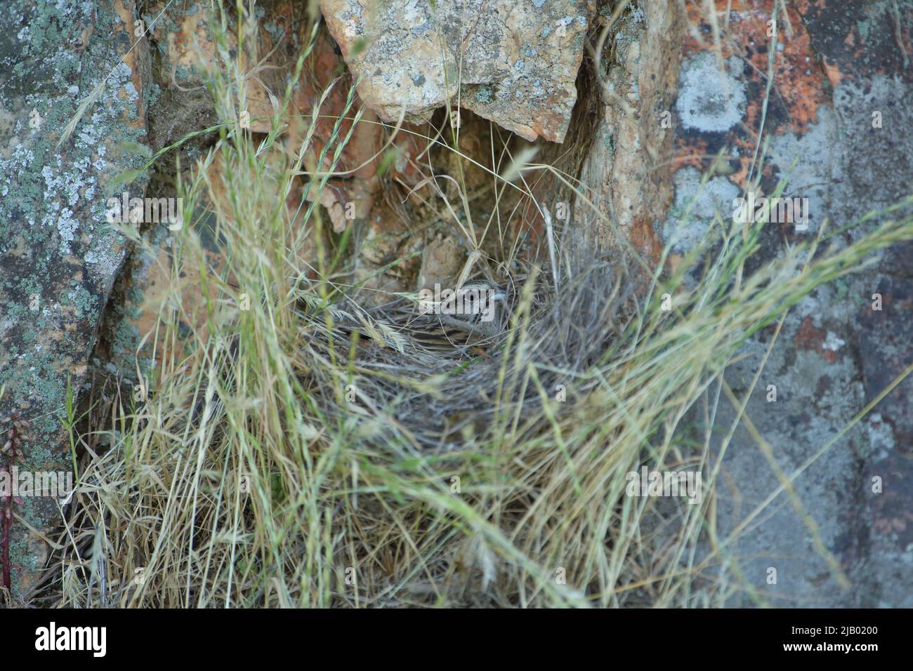 Rock Bunting (Emberiza cia) in the nest breeding in Monfragüe ...