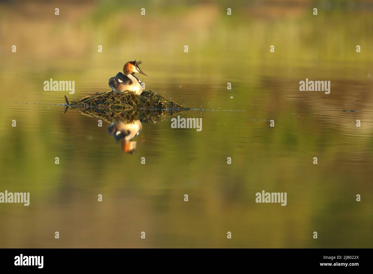 Great crested grebe (Podiceps cristatus) in nest breeding in Los ...