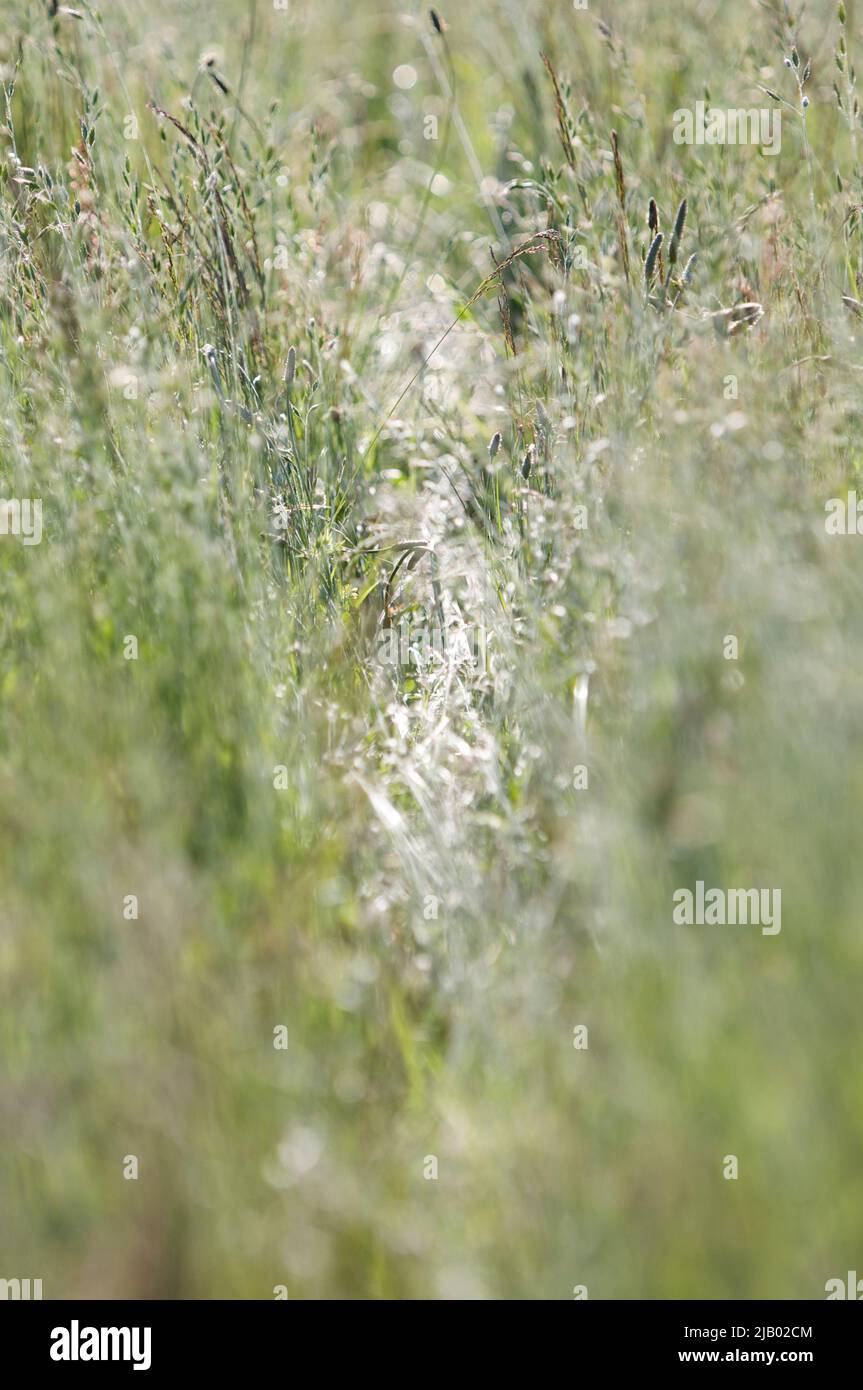A thin, faint path in a field of summer grasses Stock Photo - Alamy