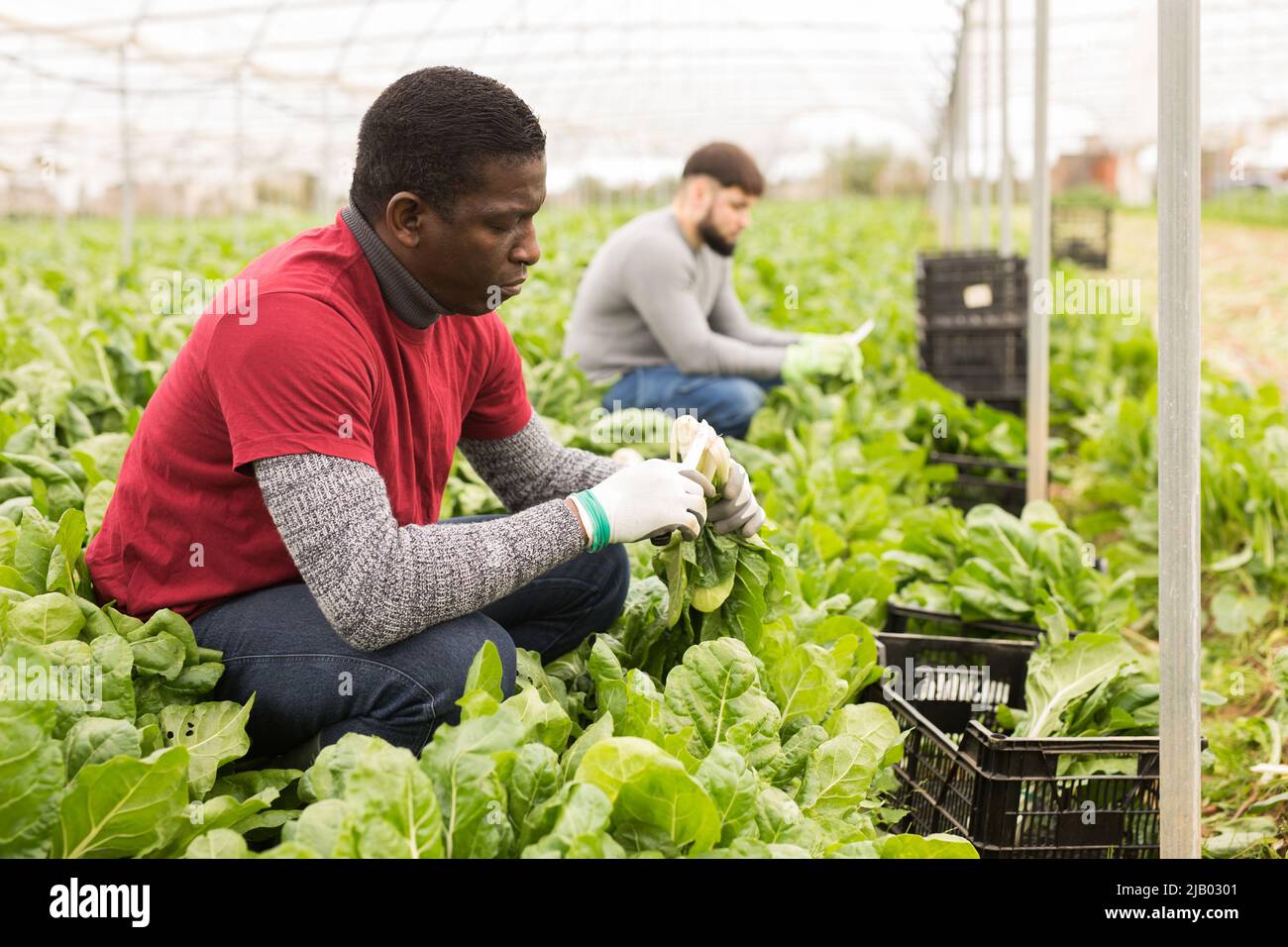 African american worker gathering in crops of green chard Stock Photo ...