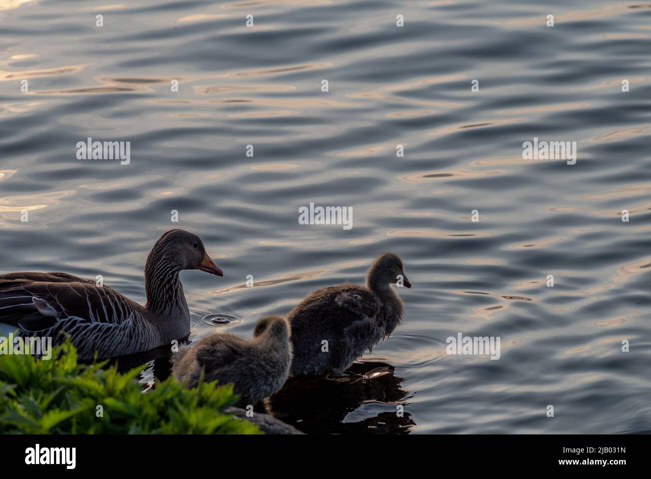 an adult greylag goose with two young by the water Stock Photo - Alamy