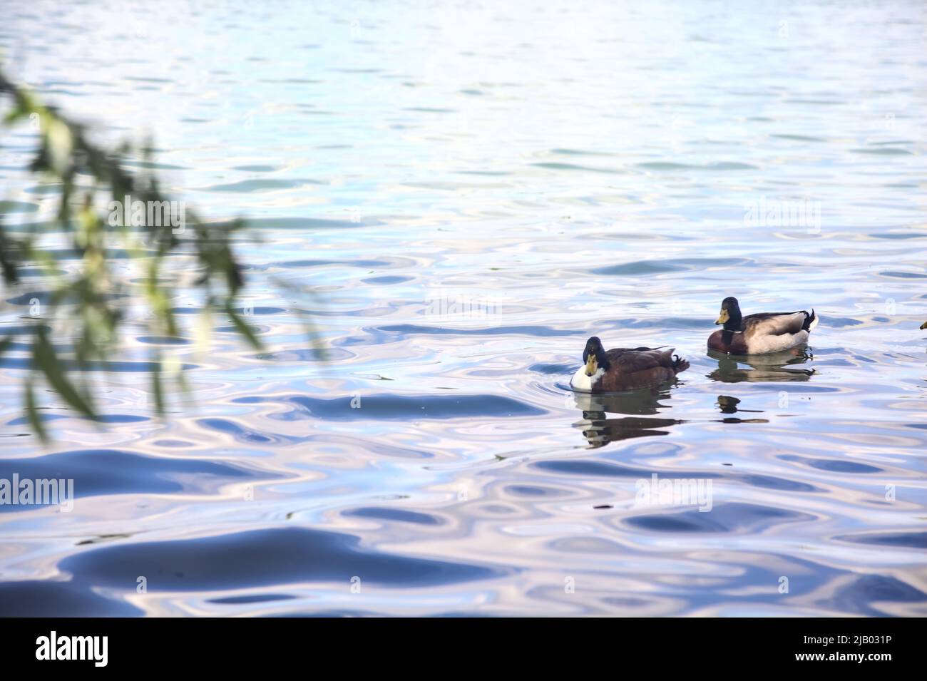 Flock of mallards by the lakeshore next to a tree seen up close Stock ...