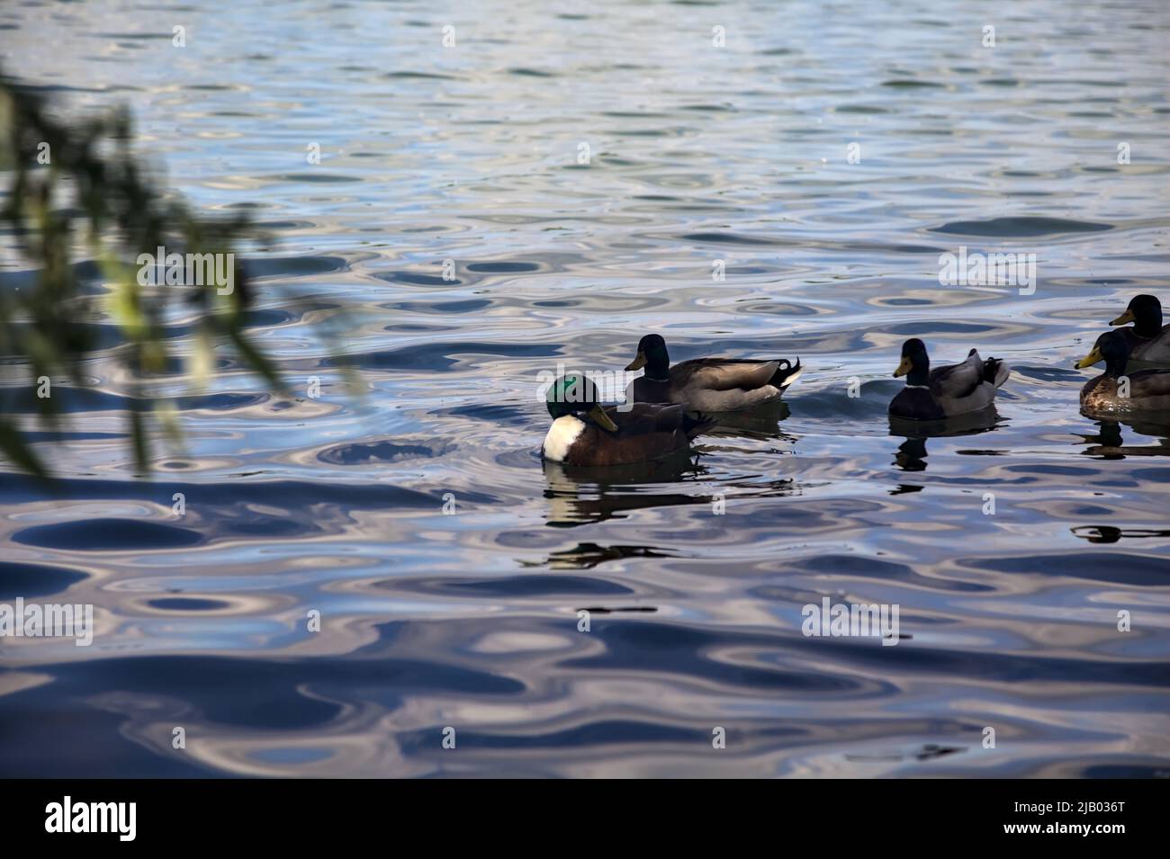 Flock of mallards by the lakeshore next to a tree seen up close Stock ...
