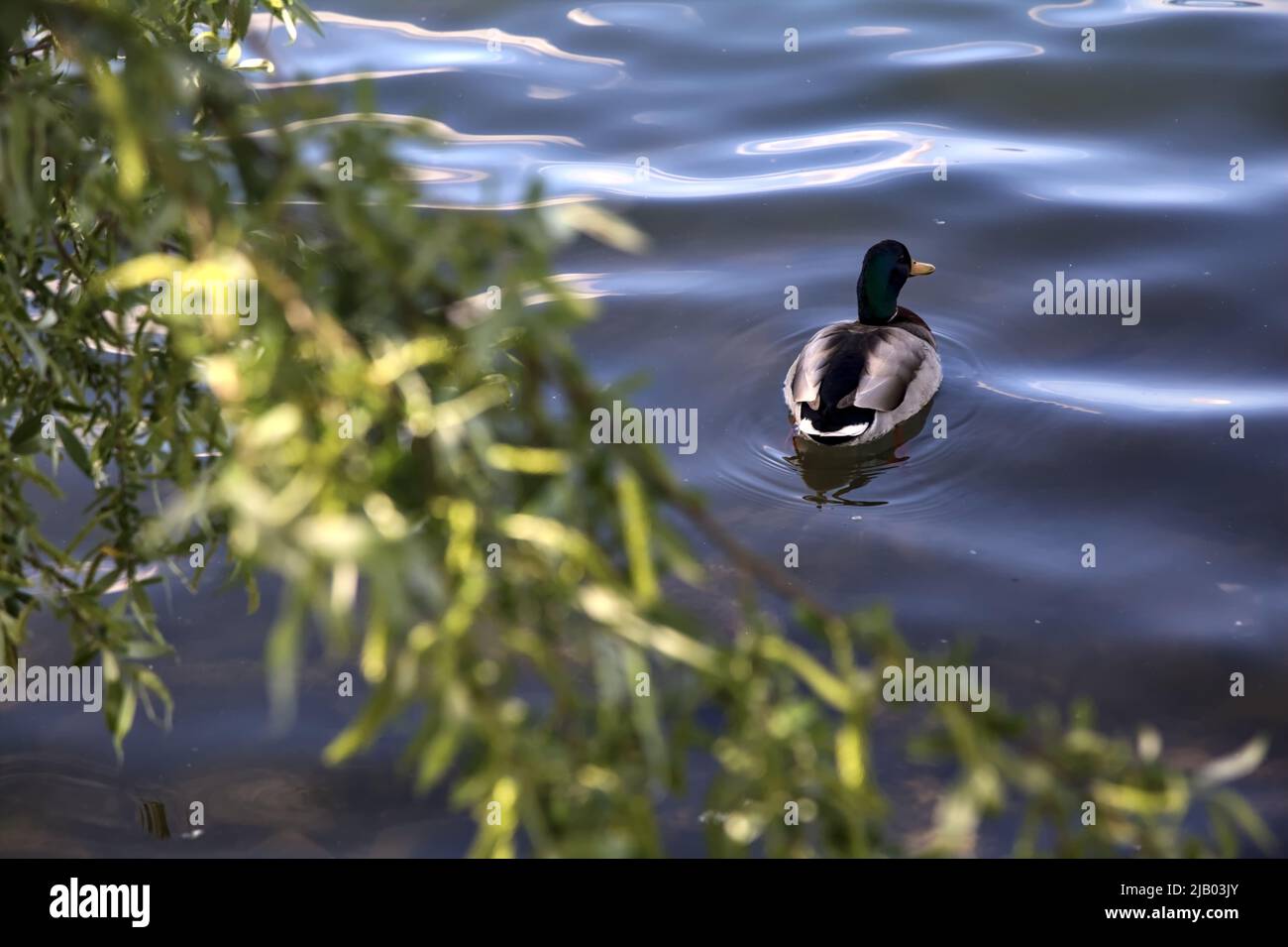 Flock of mallards by the lakeshore next to a tree seen up close Stock ...