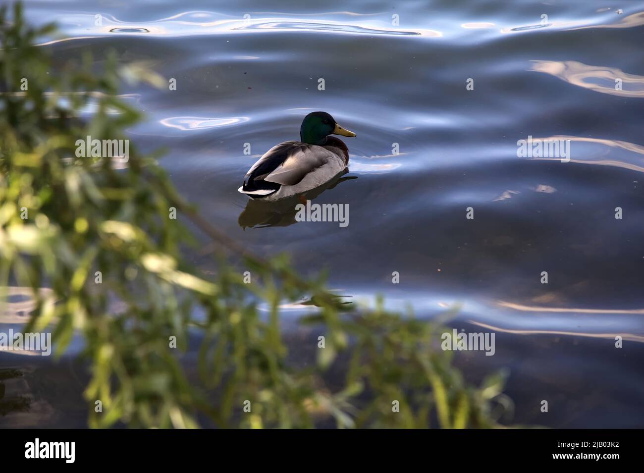 Flock of mallards by the lakeshore next to a tree seen up close Stock ...