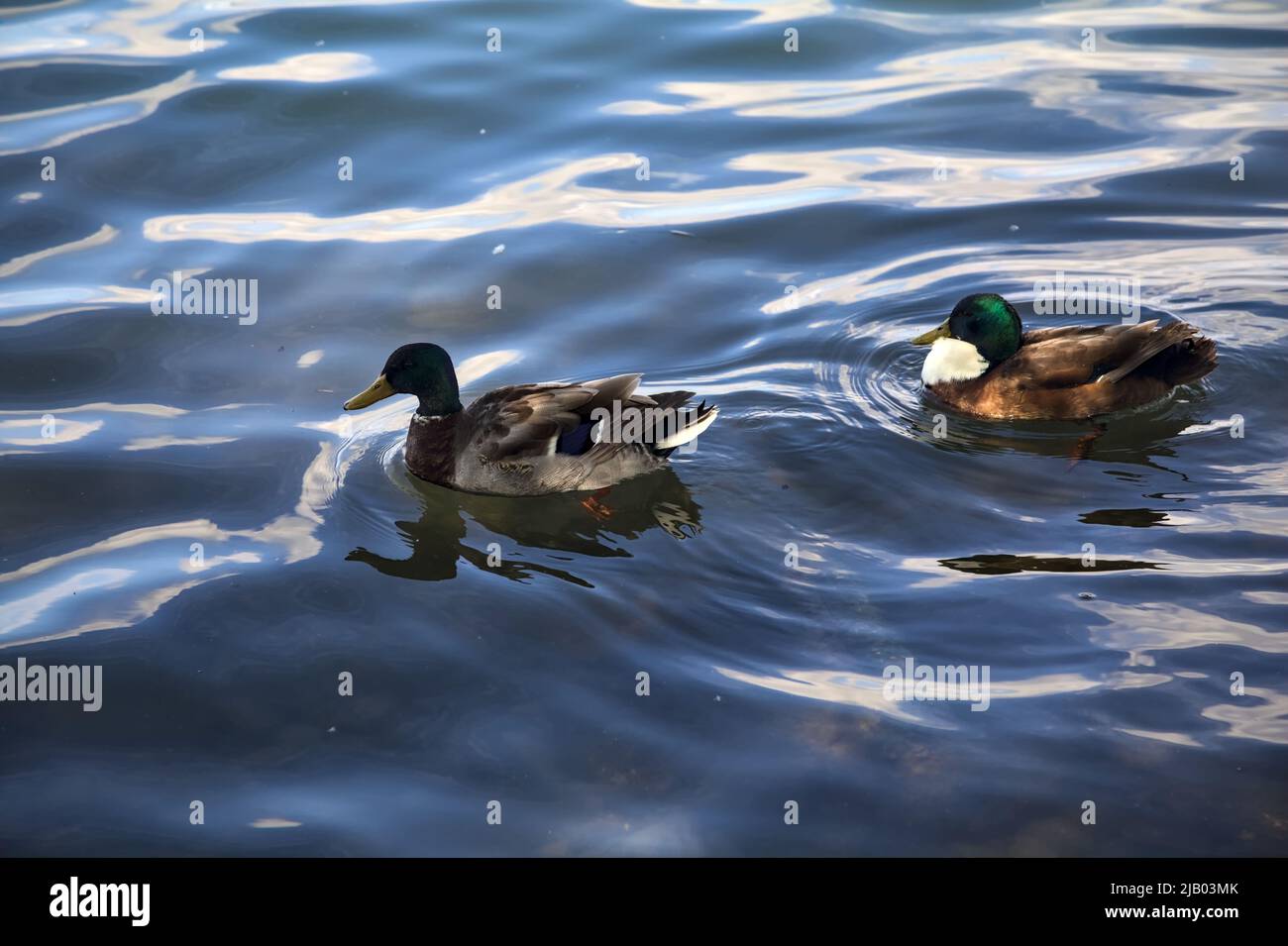 Flock of mallards by the lakeshore next to a tree seen up close Stock ...