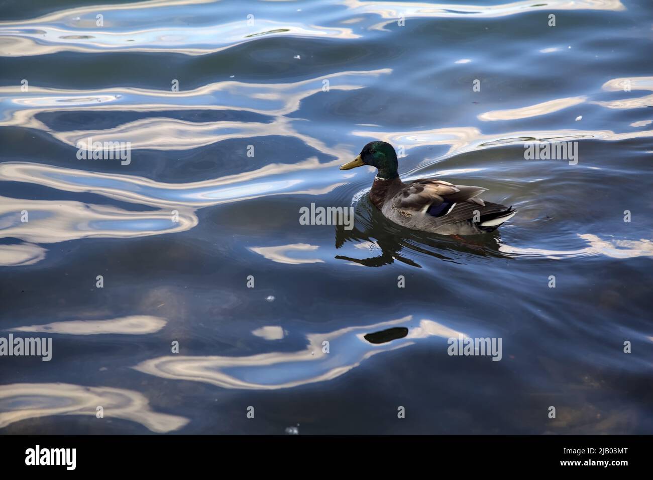Flock of mallards by the lakeshore next to a tree seen up close Stock ...