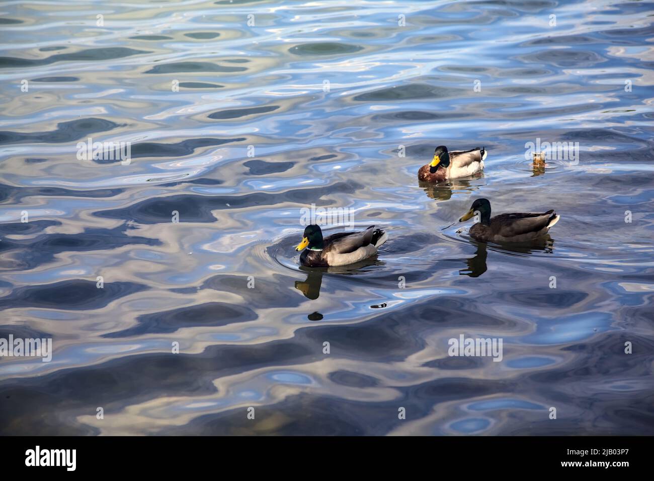 Flock of mallards by the lakeshore next to a tree seen up close Stock ...