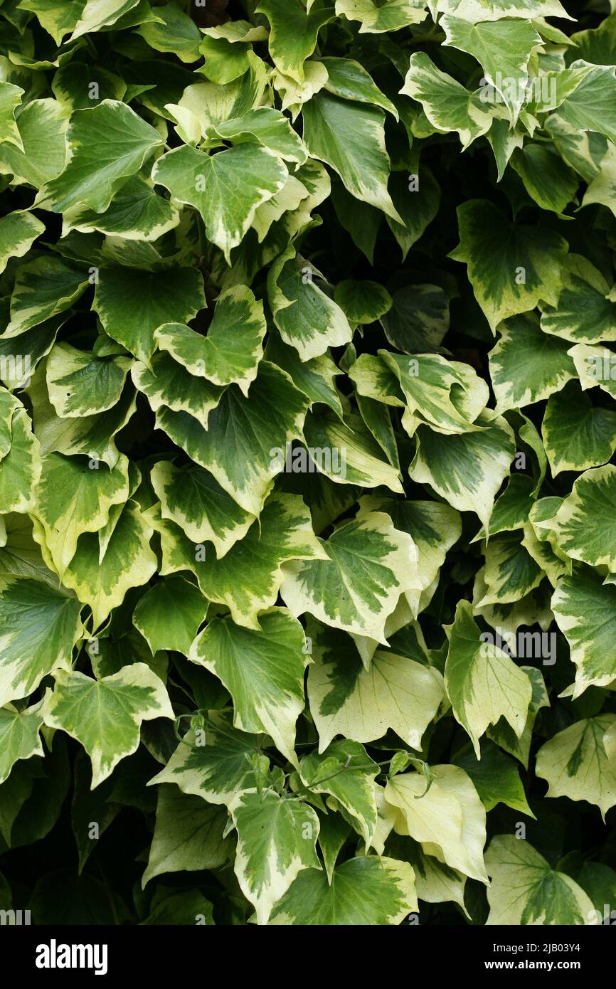 Green leaves texture Background Stock Photo - Alamy