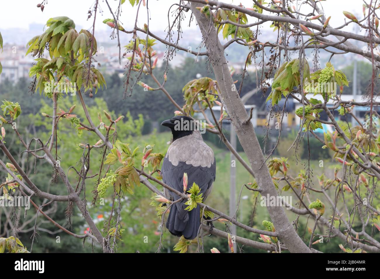 close-up of crow perched on a tree. portrait of crow Stock Photo - Alamy
