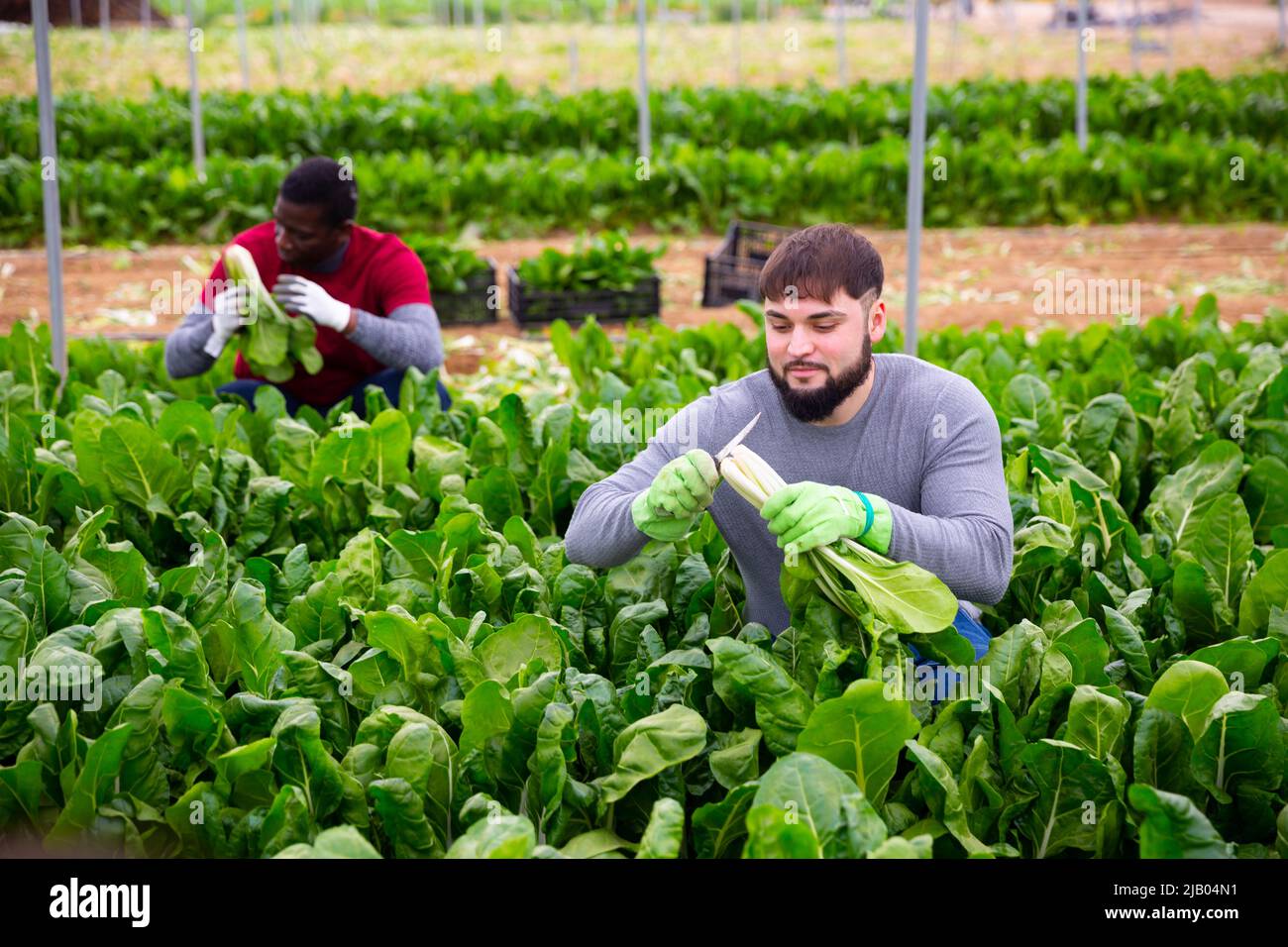 Young farmer harvesting Swiss chard in hothouse Stock Photo - Alamy