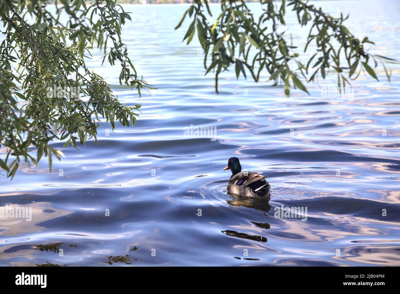 Flock of mallards by the lakeshore next to a tree seen up close Stock ...