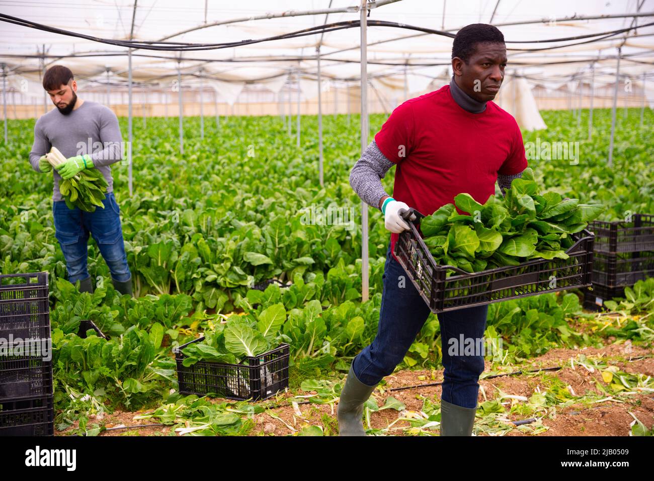 African American worker carrying crate with green chard Stock Photo - Alamy