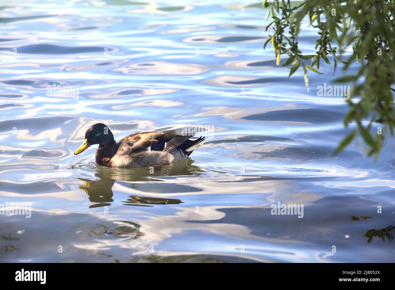 Flock of mallards by the lakeshore next to a tree seen up close Stock ...