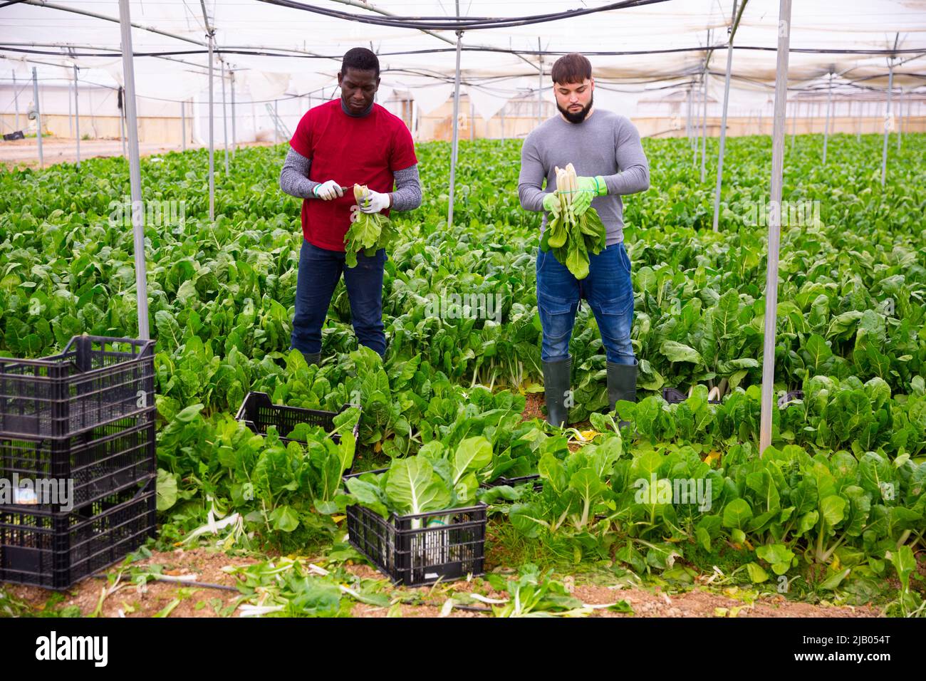 Farmers harvesting Swiss chard Stock Photo - Alamy