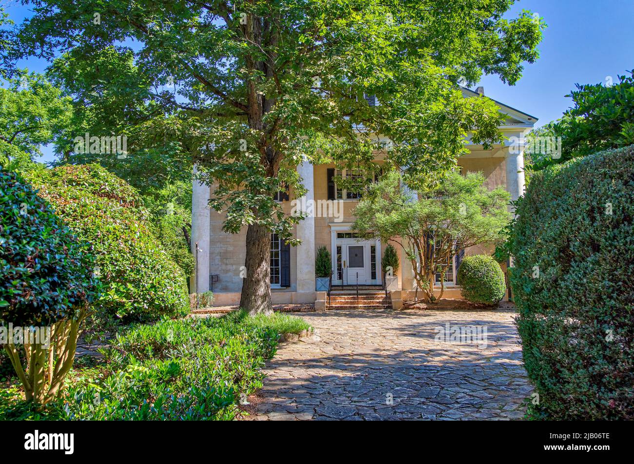 Mimosa plantation hi-res stock photography and images - Alamy