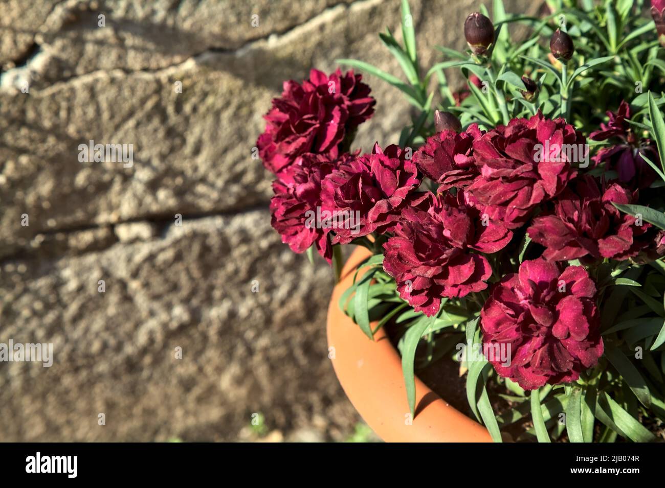 Purple carnations in a pot at sunset Stock Photo - Alamy