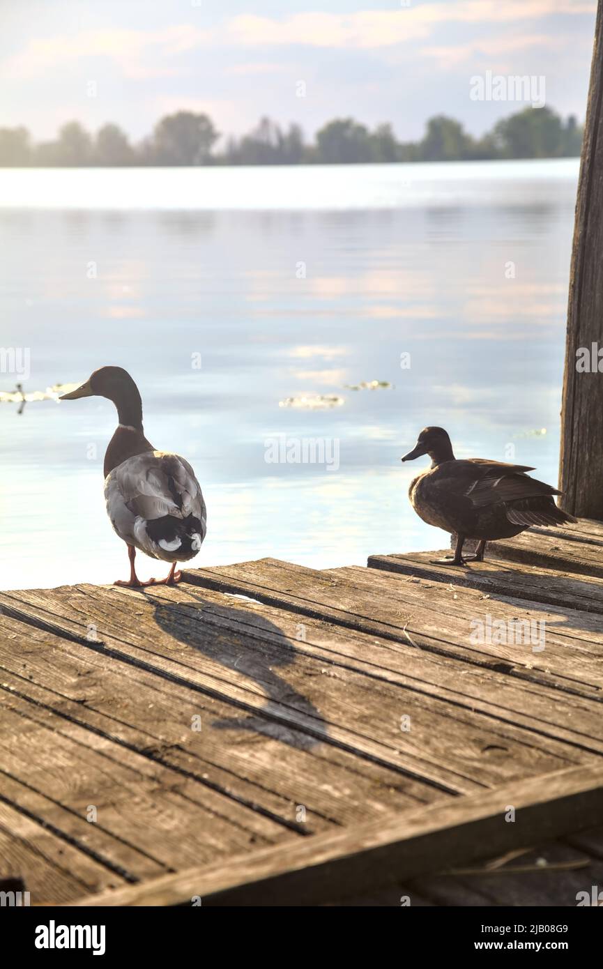 Male female mallards standing hi-res stock photography and images - Alamy