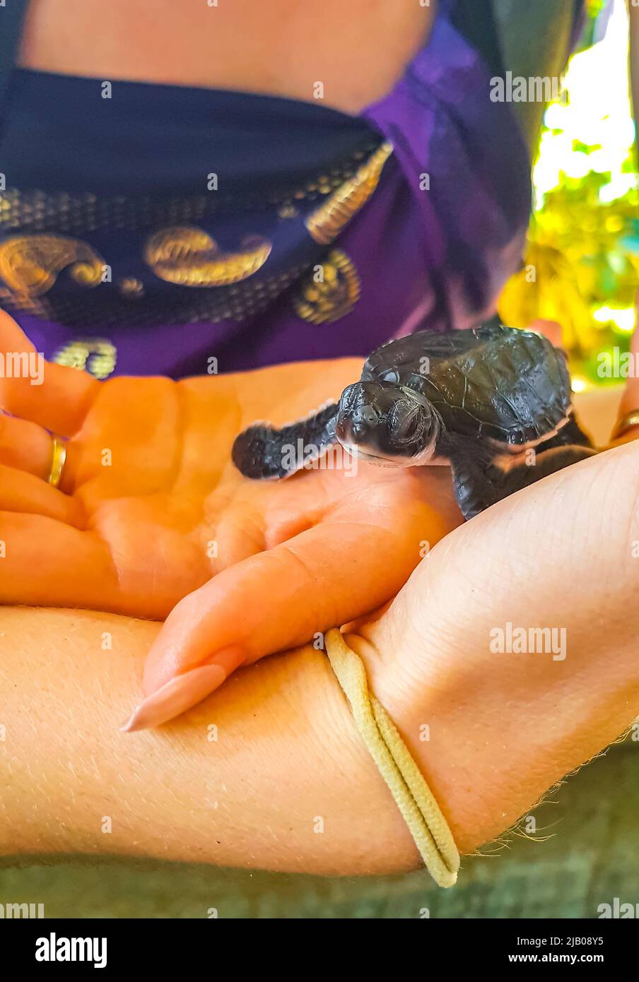 Cute black turtle baby on hands at Turtle breeding station conservation ...