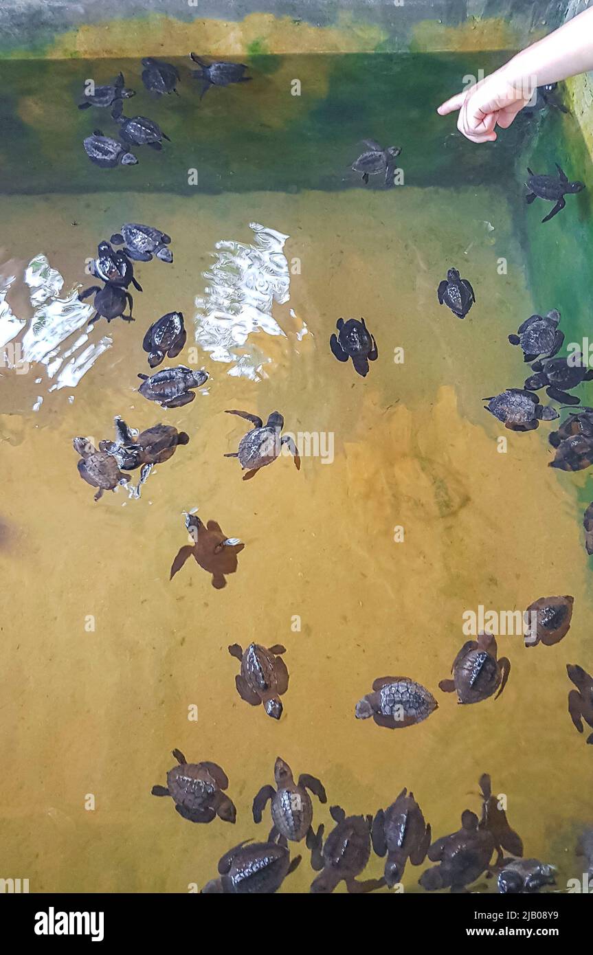 Cute black turtle babies swim in pool in Turtle breeding station ...