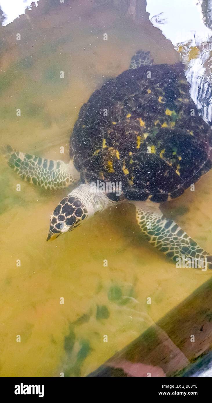 Green sea turtle hawksbill sea turtle loggerhead sea turtle swims in ...