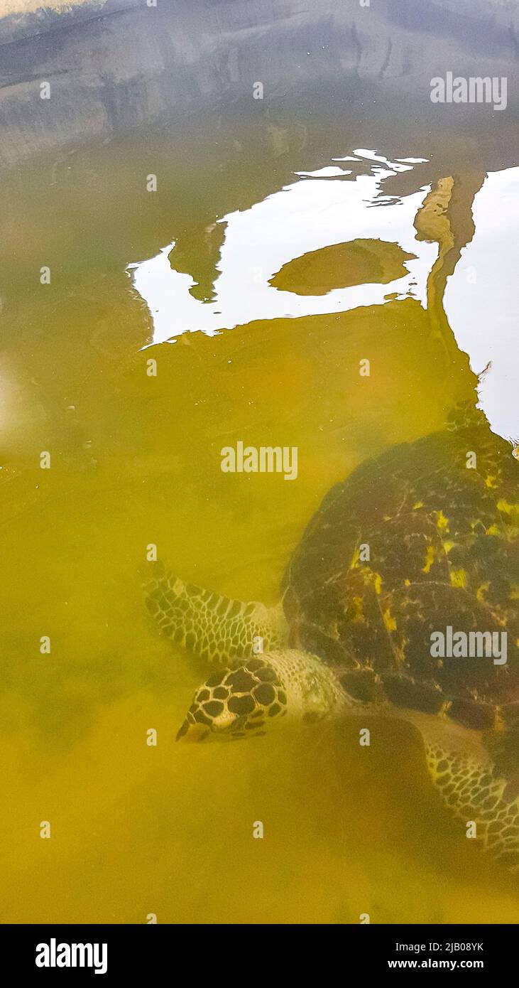 Green sea turtle hawksbill sea turtle loggerhead sea turtle swims in ...