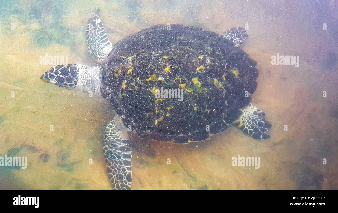 Green sea turtle hawksbill sea turtle loggerhead sea turtle swims in ...