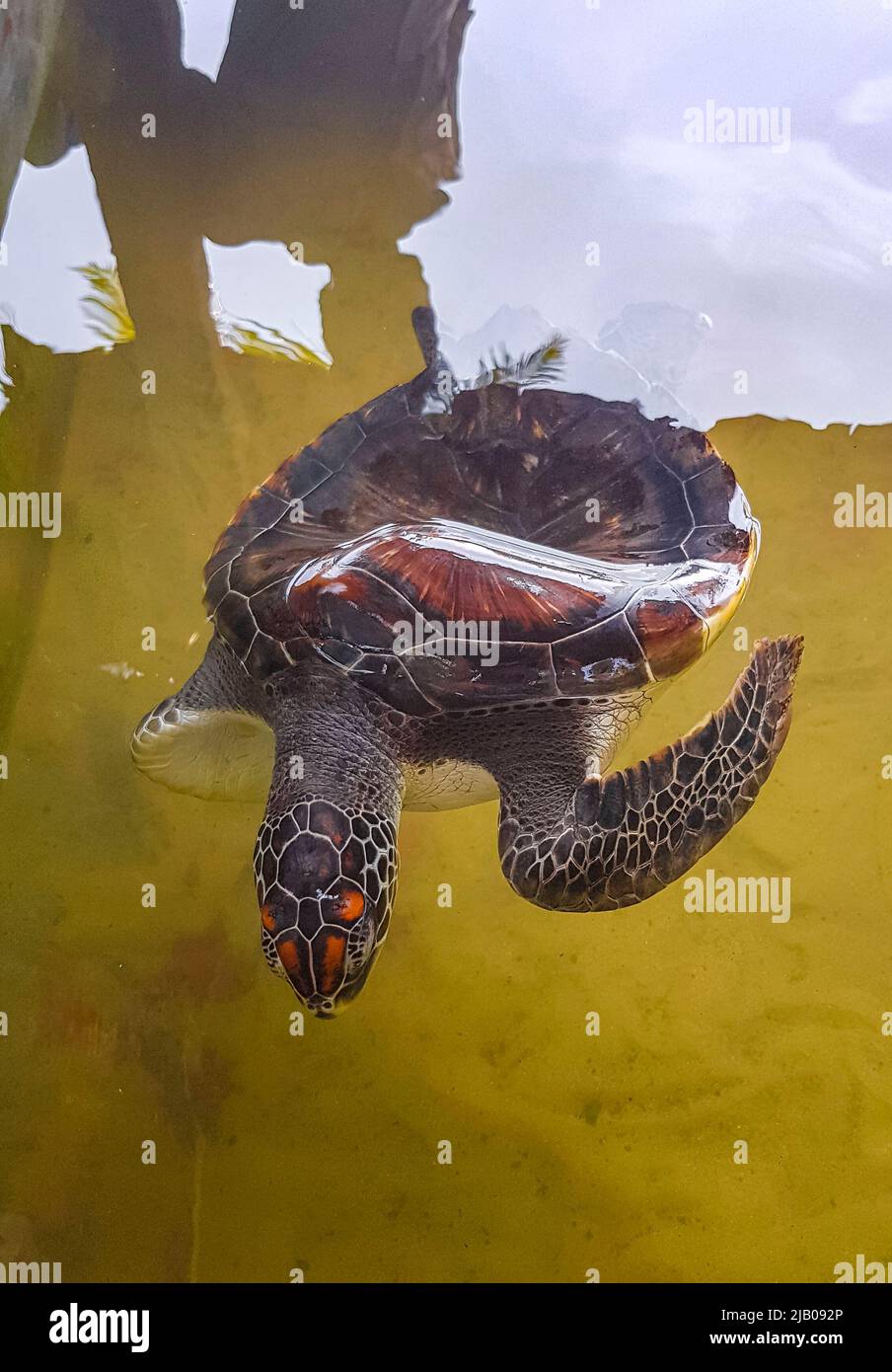 Green sea turtle hawksbill sea turtle loggerhead sea turtle swims in ...