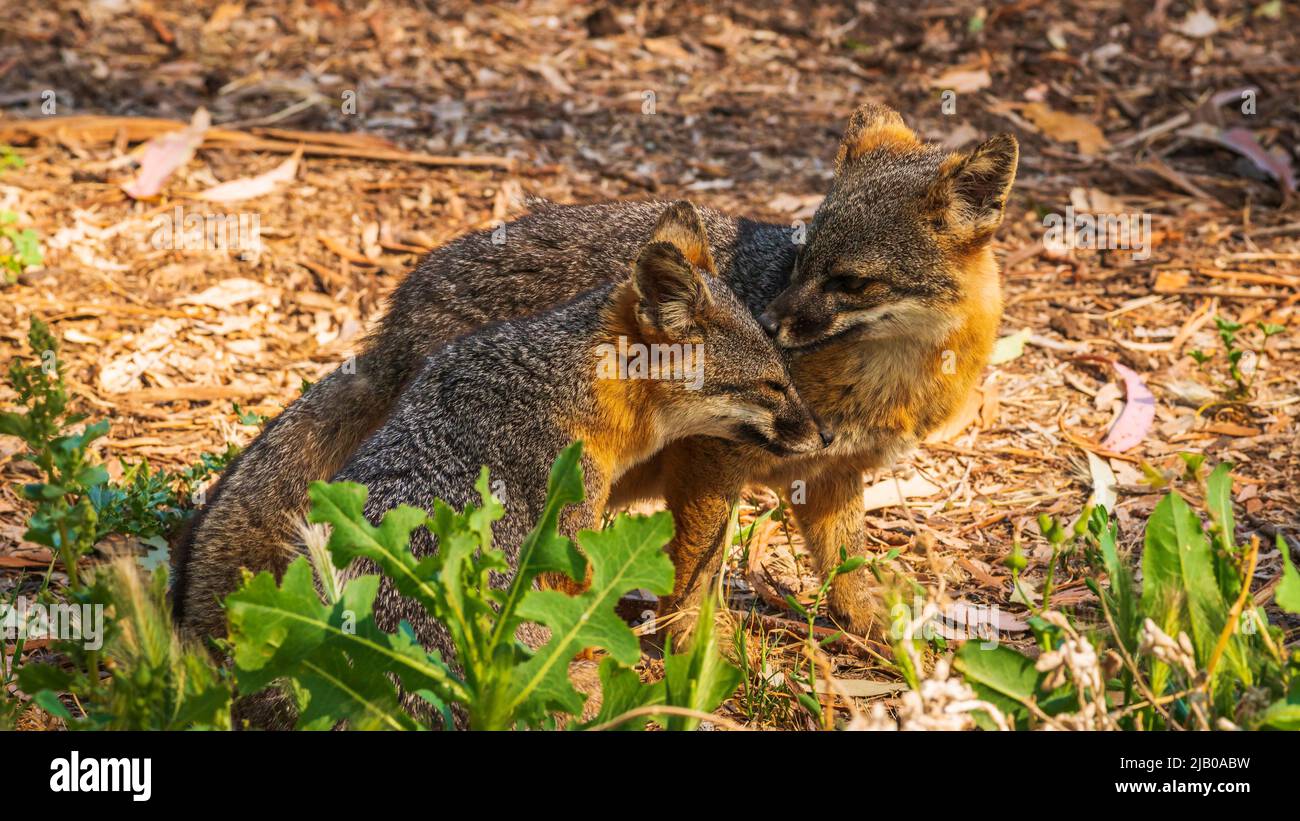 Channel Island Fox (Urocyon littoralis), Santa Cruz Island, Channel ...