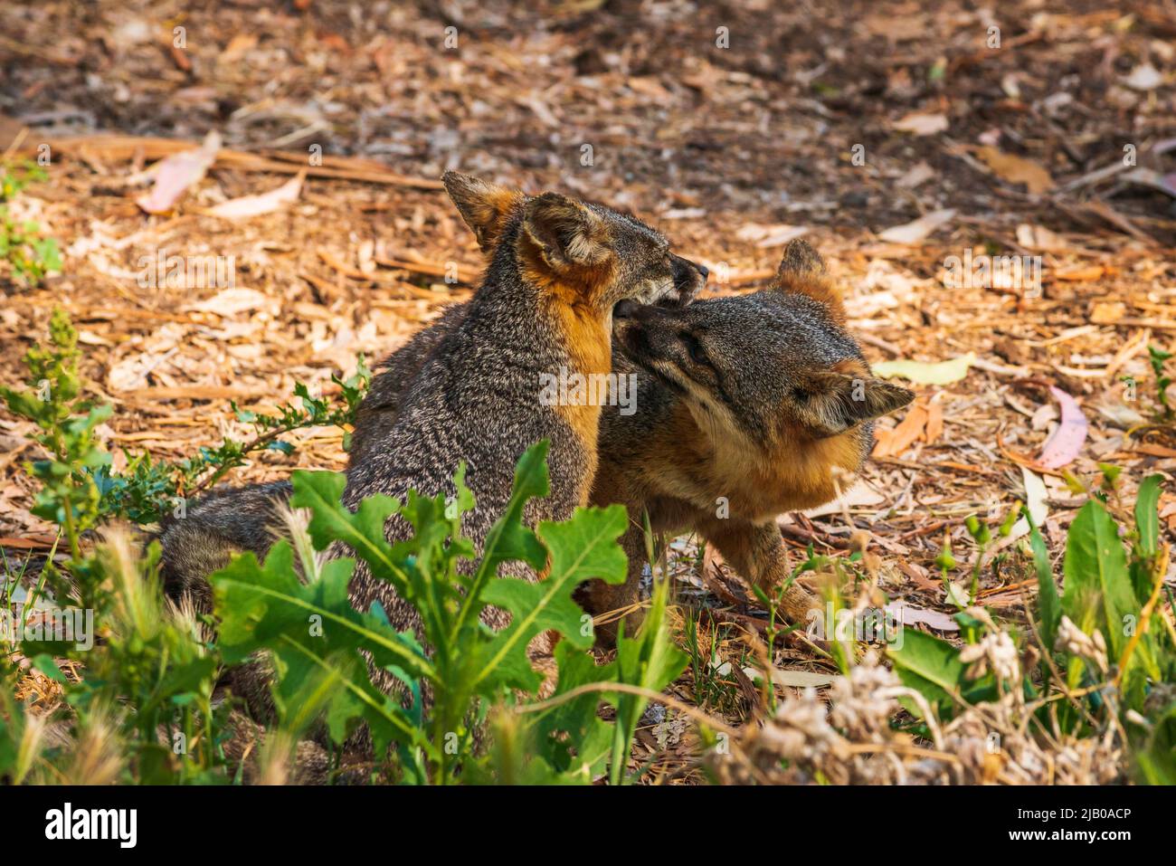Channel Island Fox (Urocyon littoralis), Santa Cruz Island, Channel ...