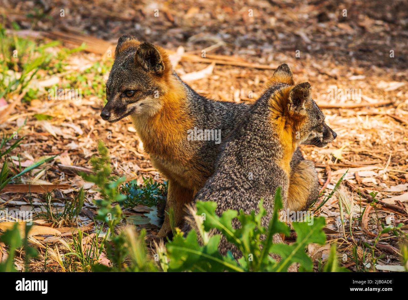 Channel Island Fox (Urocyon littoralis), Santa Cruz Island, Channel ...