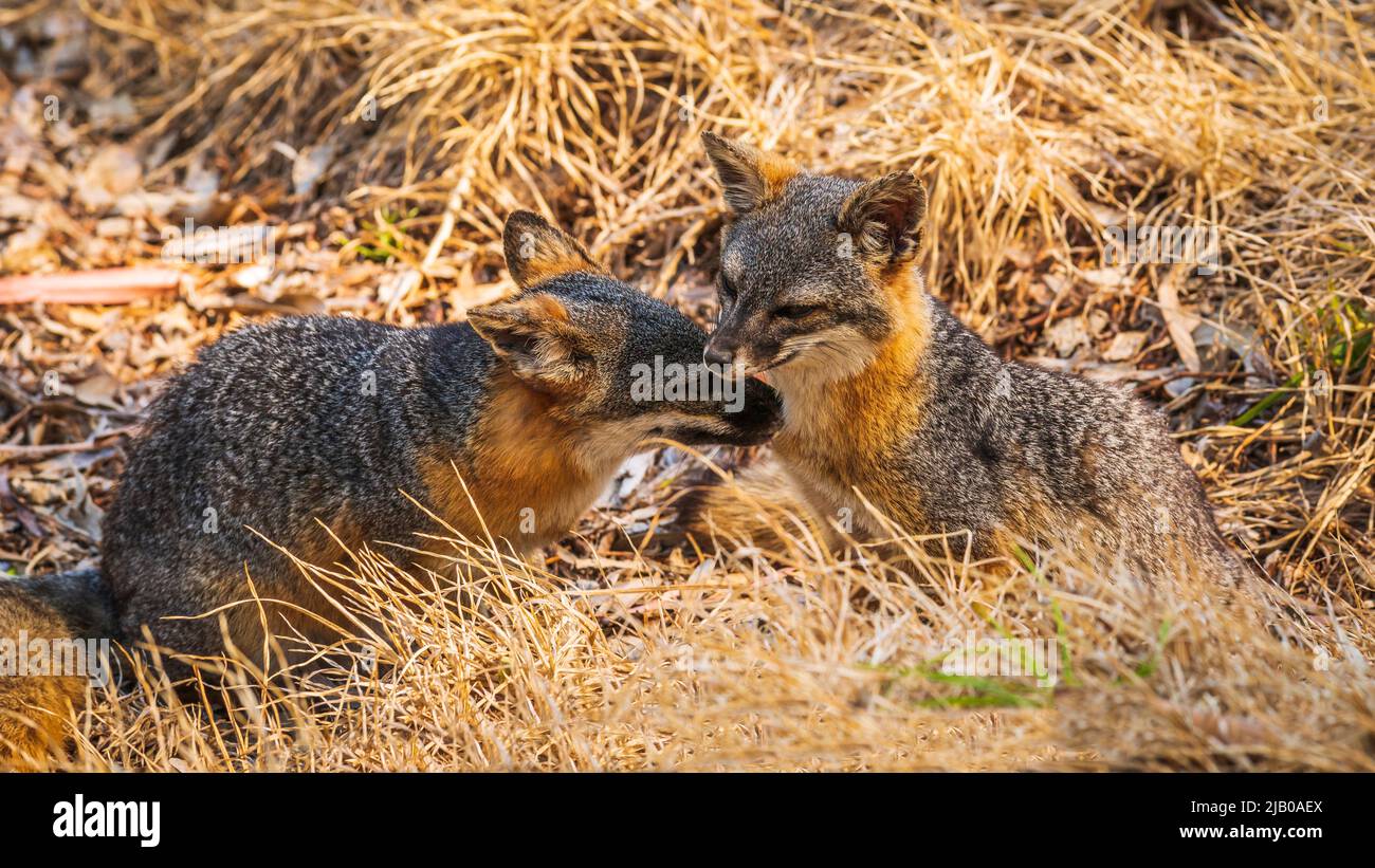 Channel Island Fox (Urocyon littoralis), Santa Cruz Island, Channel ...