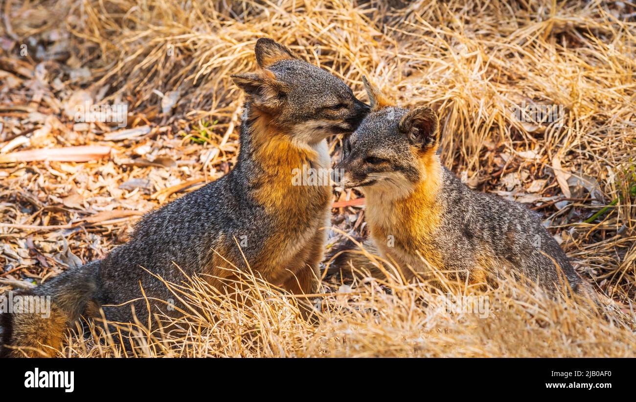 Channel Island Fox (Urocyon littoralis), Santa Cruz Island, Channel ...