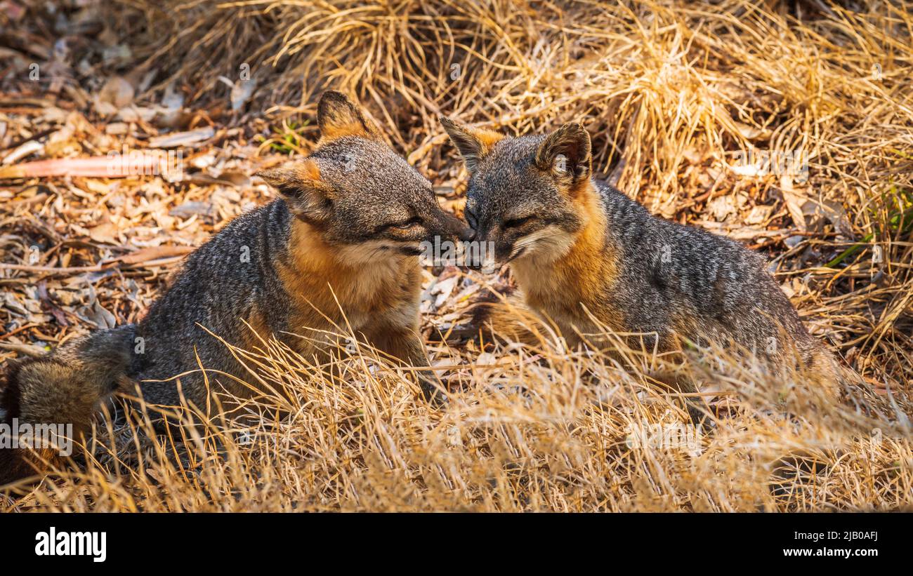 Channel Island Fox (Urocyon littoralis), Santa Cruz Island, Channel ...
