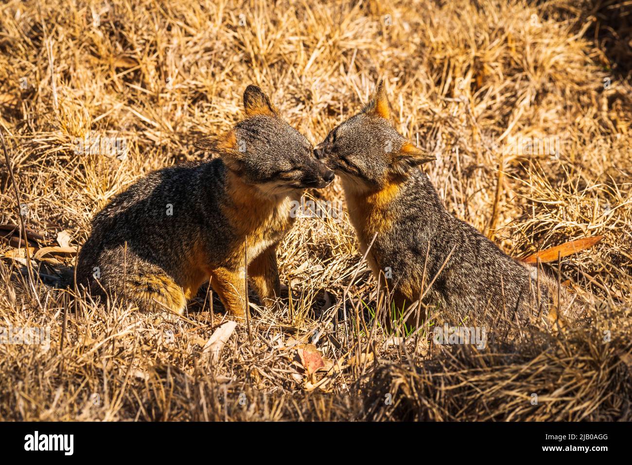 Channel Island Fox (Urocyon littoralis), Santa Cruz Island, Channel ...