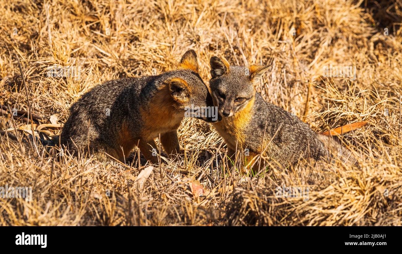 Channel Island Fox (Urocyon littoralis), Santa Cruz Island, Channel ...