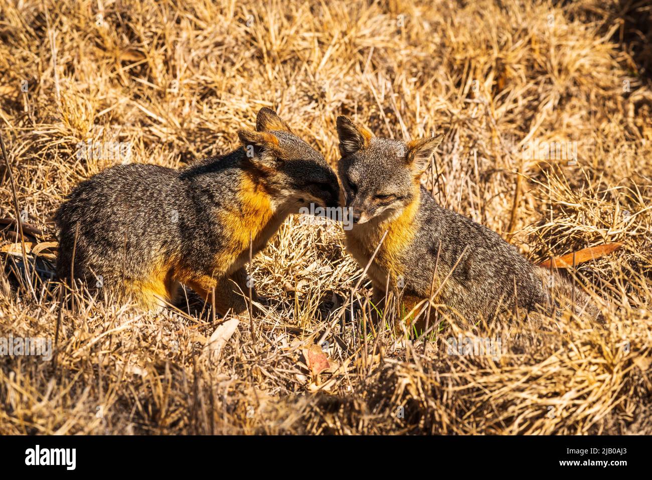 Channel Island Fox (Urocyon littoralis), Santa Cruz Island, Channel ...